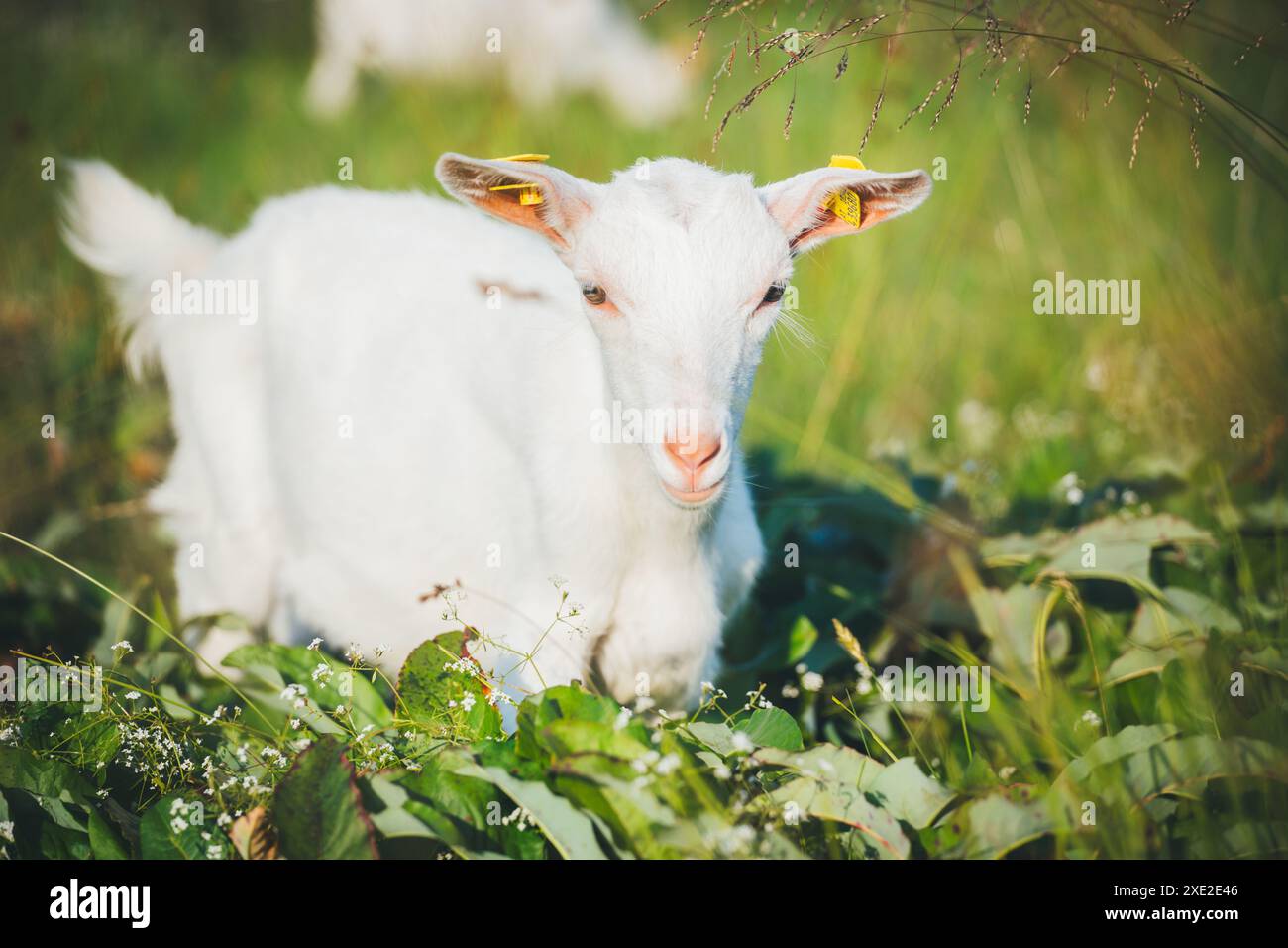 Saanen goat kid Stock Photo - Alamy