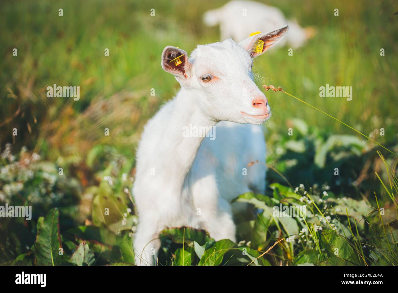Saanen goat kid Stock Photo - Alamy