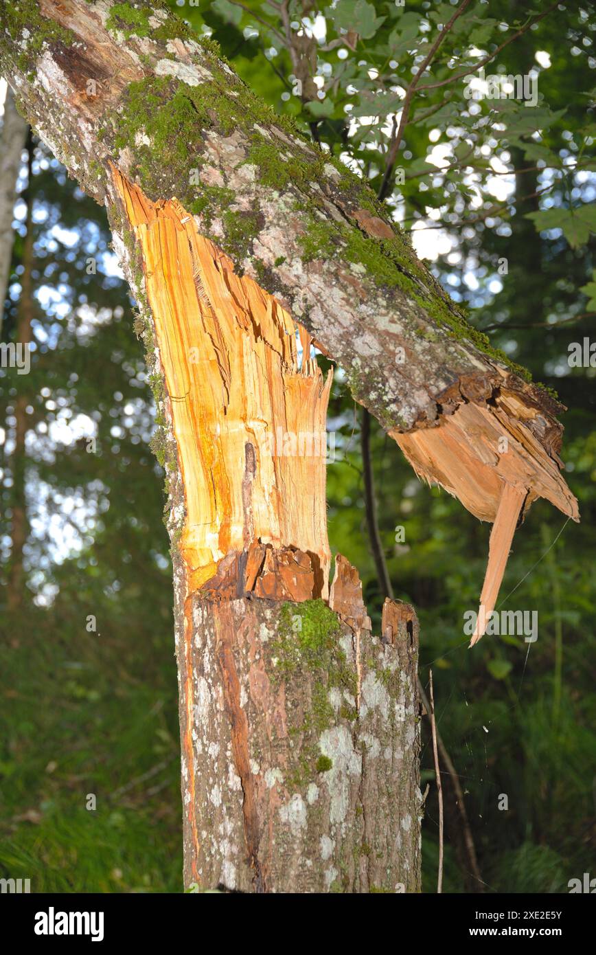 Forest damage caused by storms - close-up of a broken tree Stock Photo ...