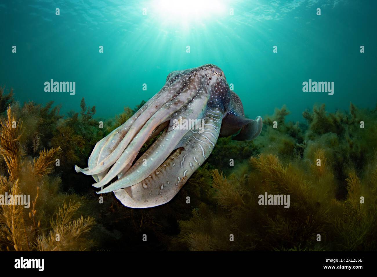 Australian Giant Cuttlefish Stock Photo - Alamy