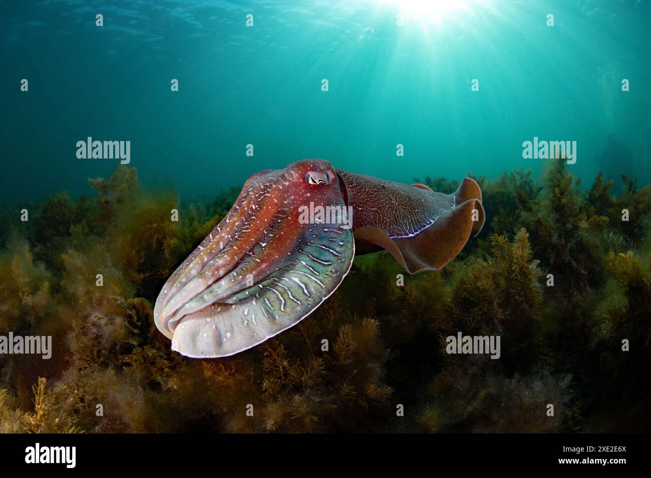 Australian Giant Cuttlefish Stock Photo - Alamy