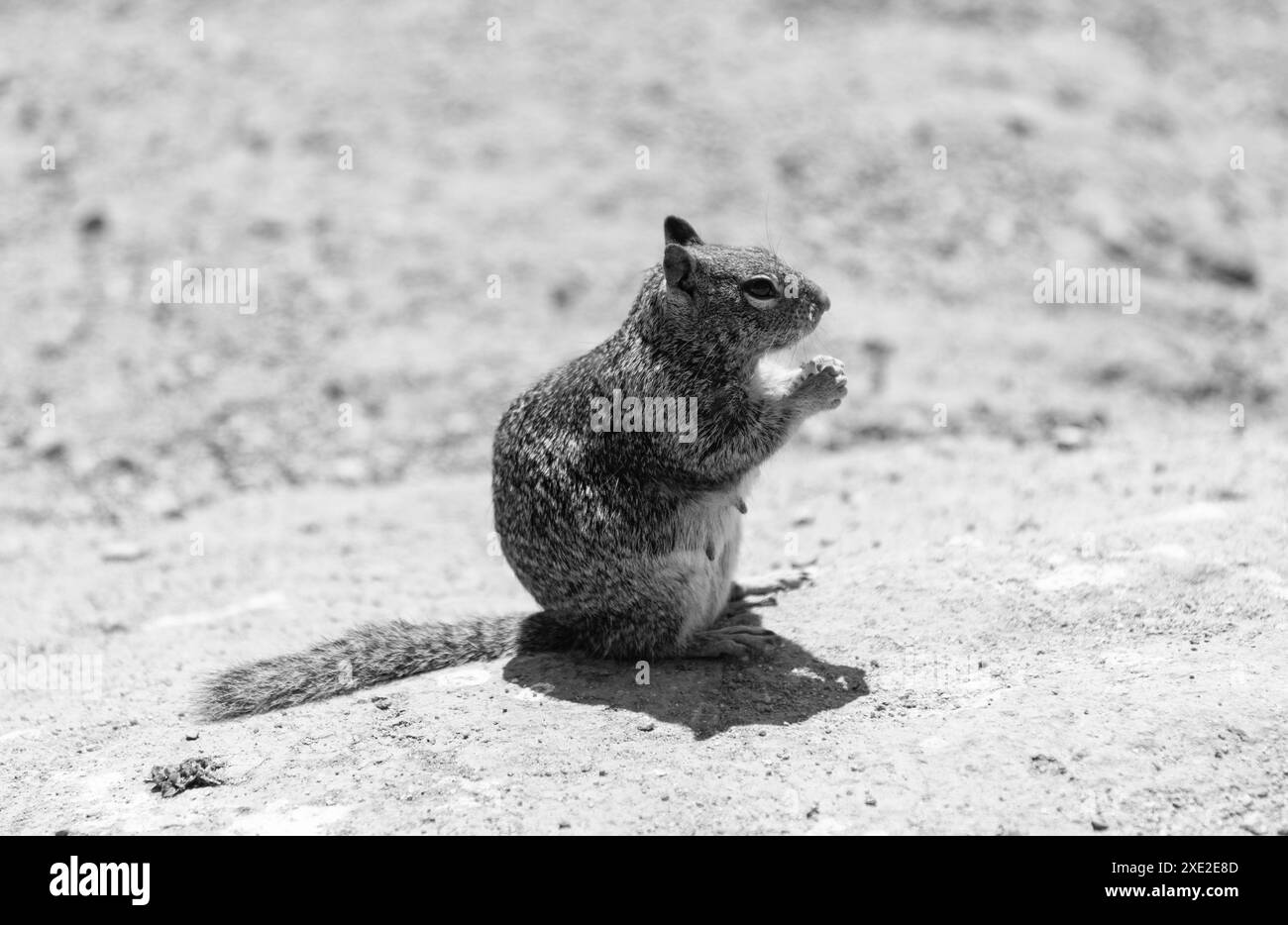Wild ground squirrel rodent animal eating sitting on rocky soil Stock ...