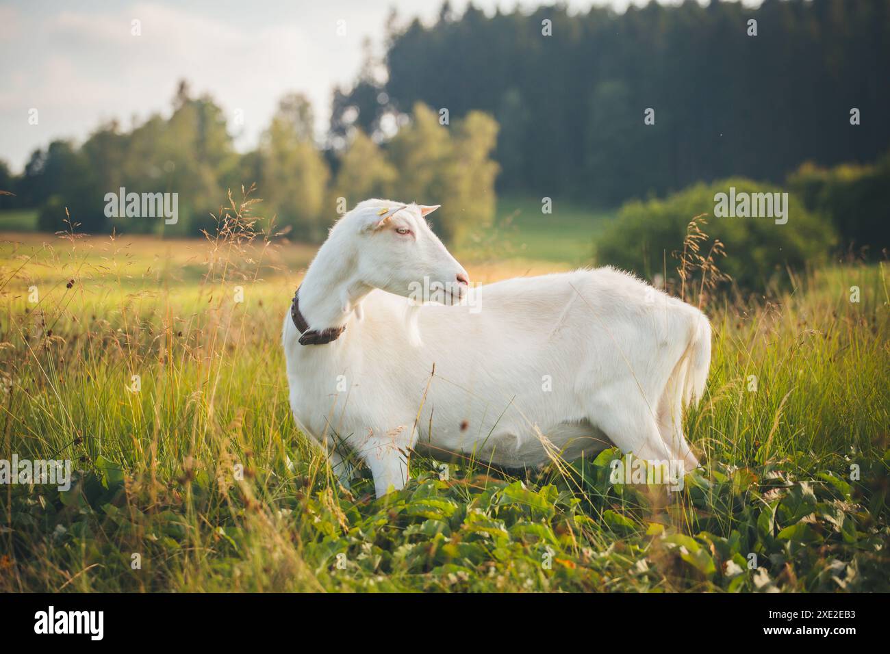 Muley goat hi-res stock photography and images - Alamy