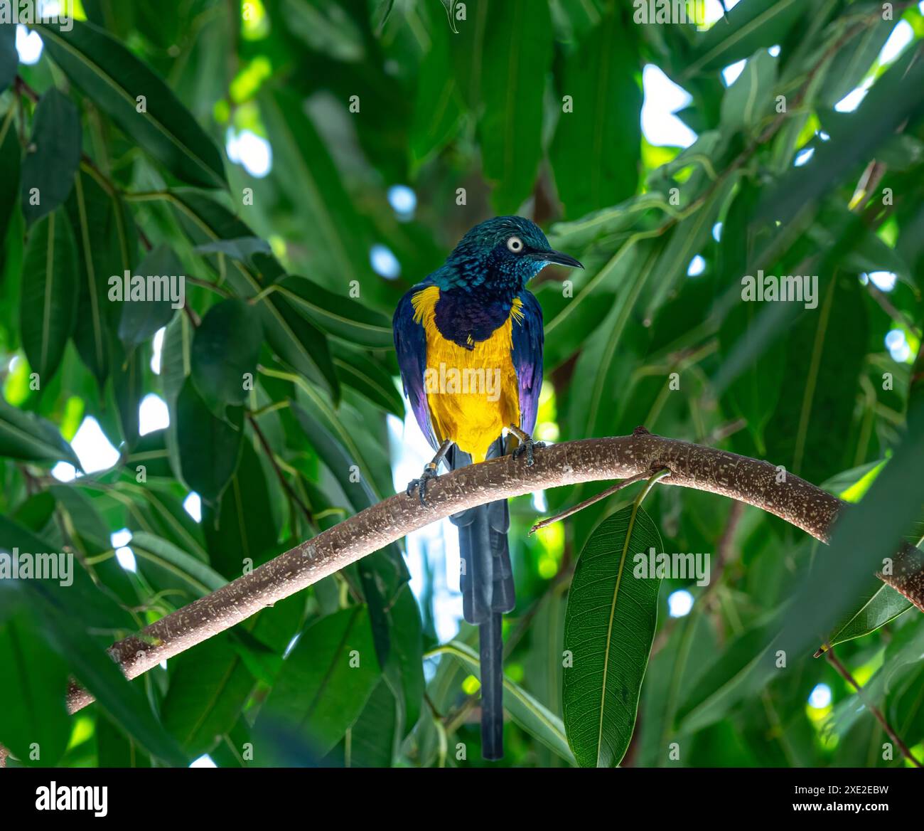 Golden breasted Starling, Cosmopsarus regius, Glossy Starling. Living ...