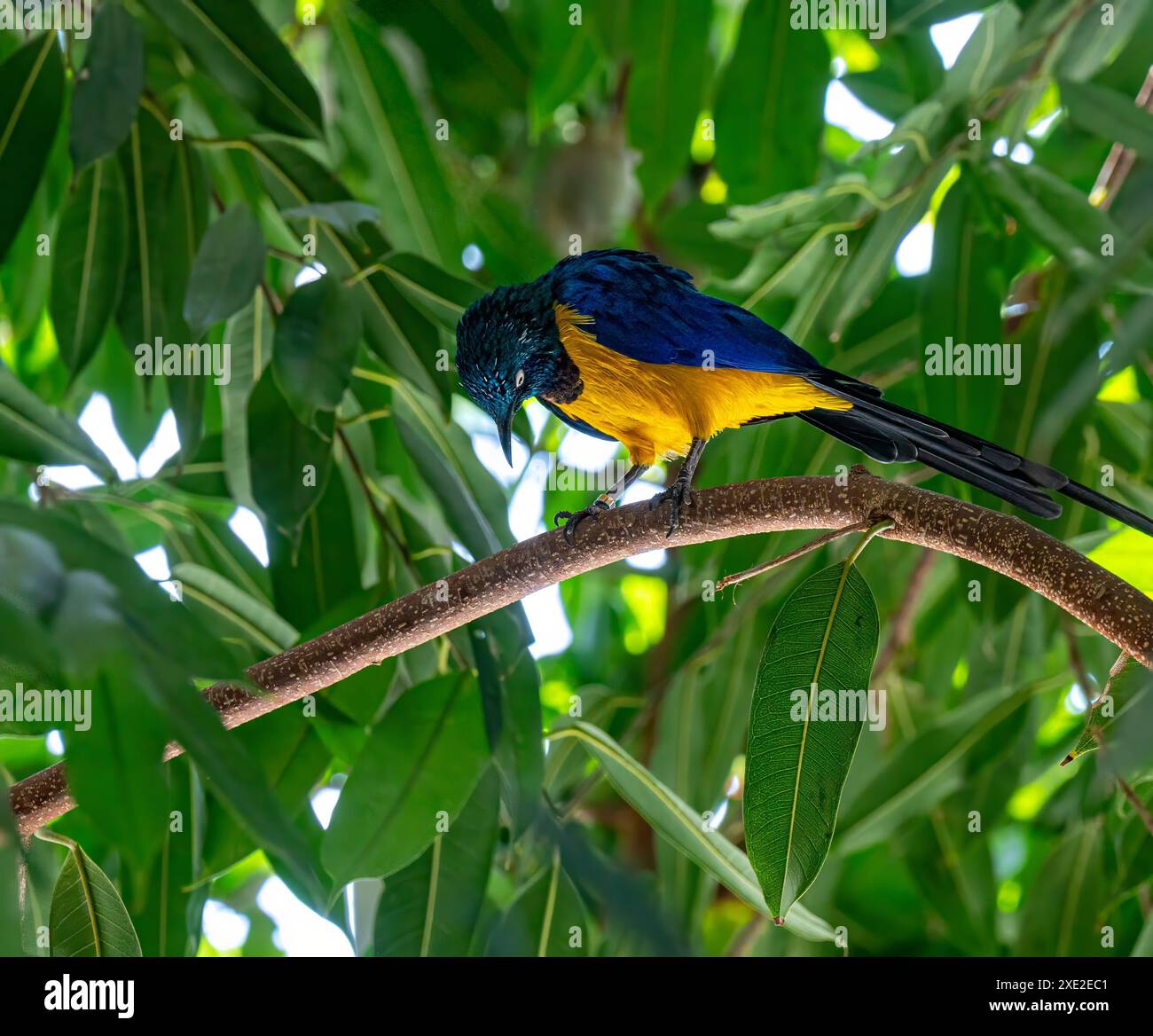 Golden breasted Starling, Cosmopsarus regius, Glossy Starling. Living ...