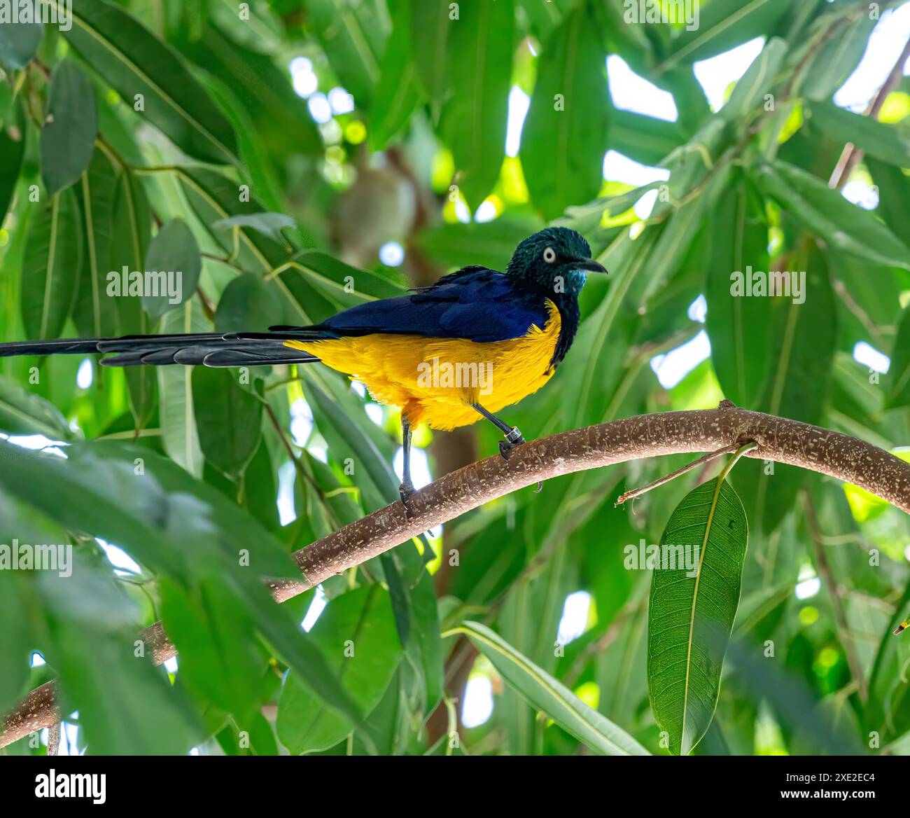 Golden breasted Starling, Cosmopsarus regius, Glossy Starling. Living ...