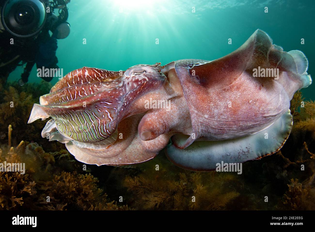 Australian Giant Cuttlefish Stock Photo - Alamy