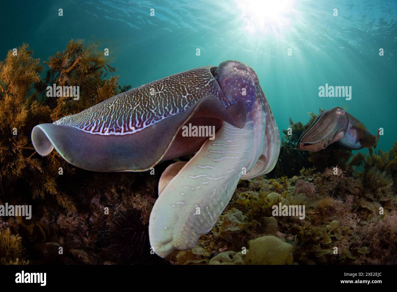 Australian Giant Cuttlefish Stock Photo - Alamy