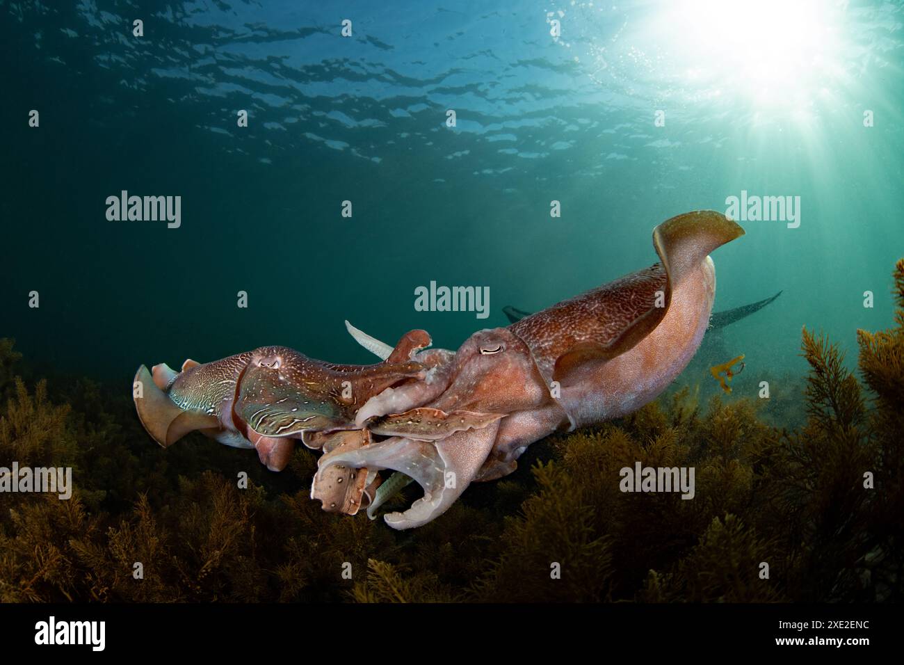 Australian Giant Cuttlefish Stock Photo - Alamy