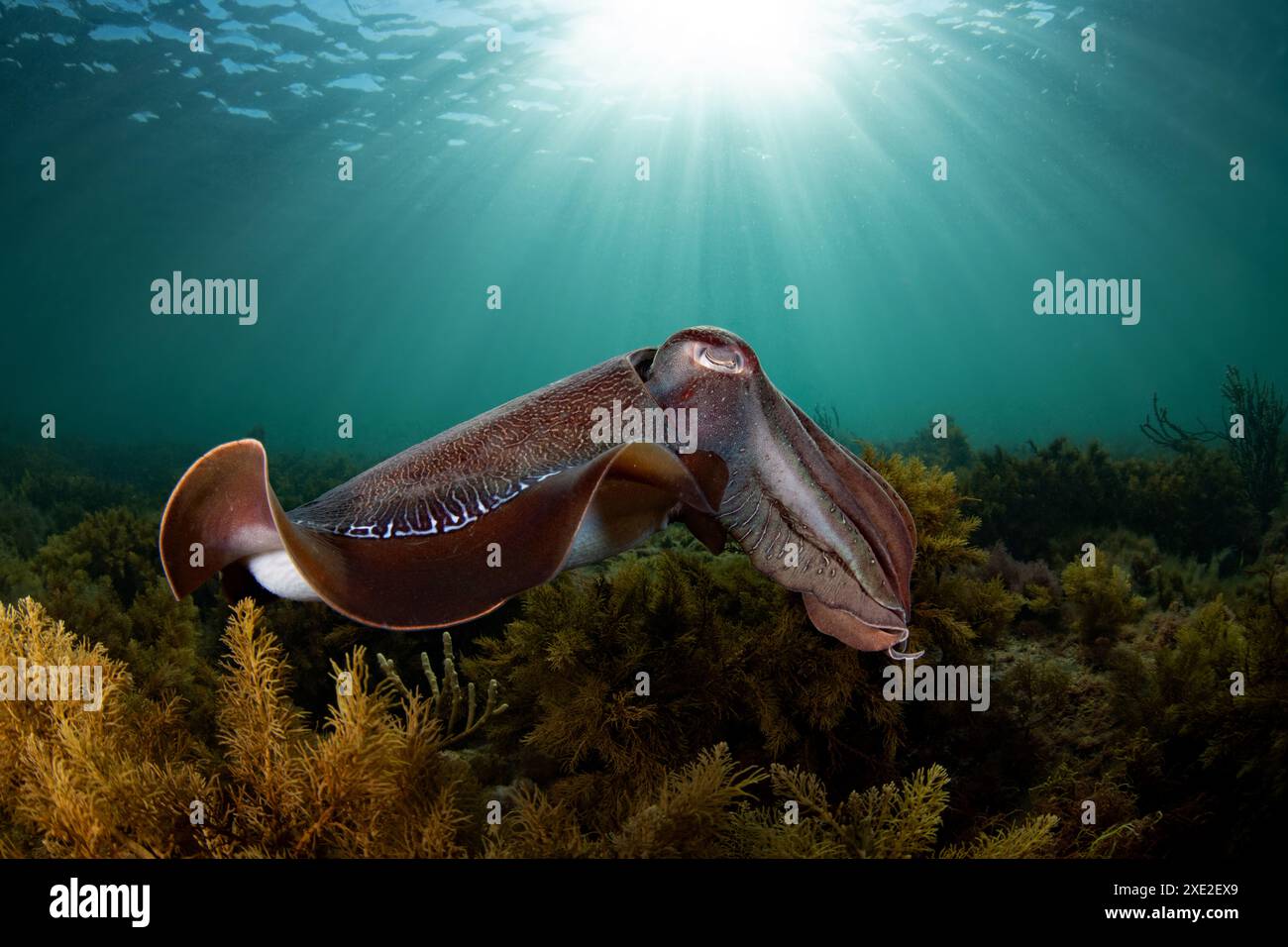 Australian Giant Cuttlefish Stock Photo - Alamy