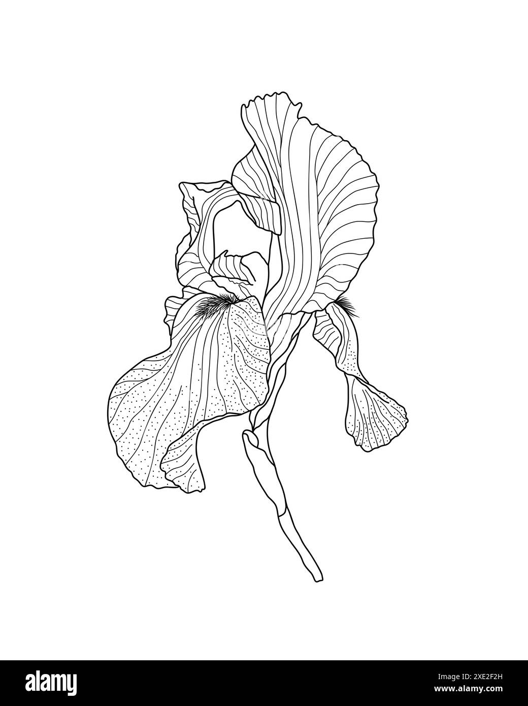 Iris germanica garden flower, stem outline hand drawn vector ...