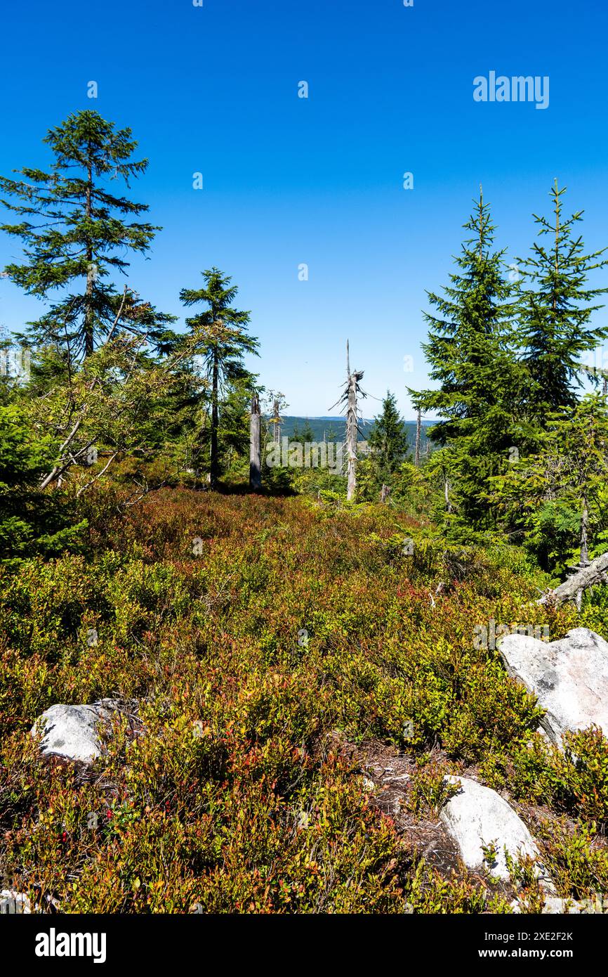 Hiking on the border trail in the Bavarian Forest National Park 1 Stock ...