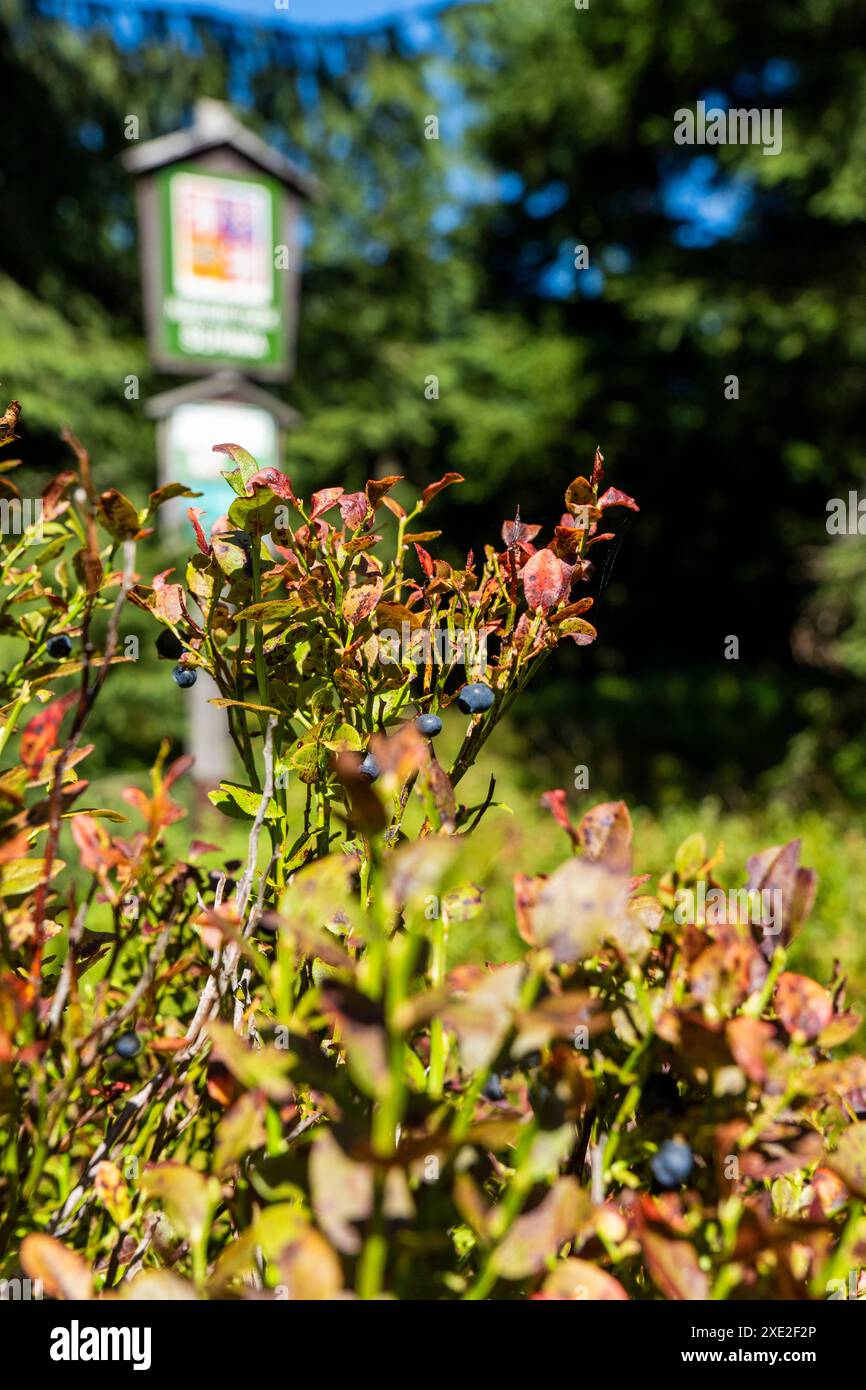 Hiking on the border trail in the Bavarian Forest National Park 2 Stock ...