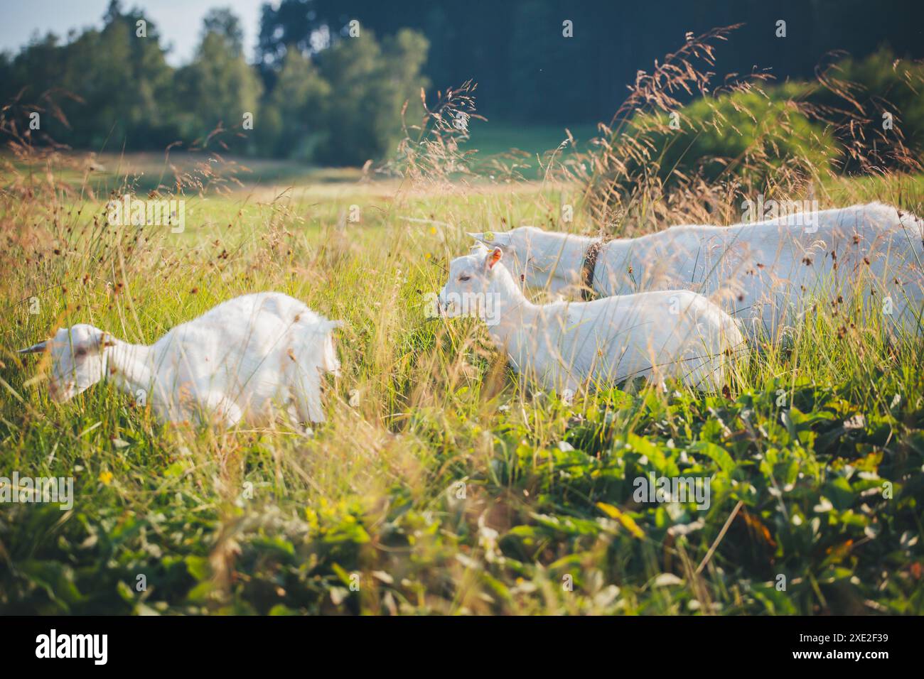 Saanen goats hi-res stock photography and images - Alamy
