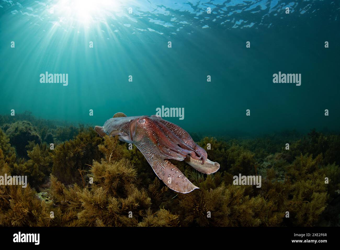 Australian Giant Cuttlefish Stock Photo - Alamy