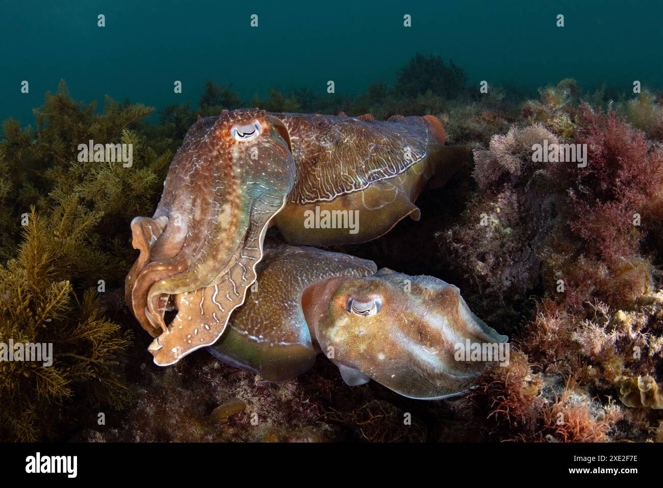 Australian Giant Cuttlefish Stock Photo - Alamy