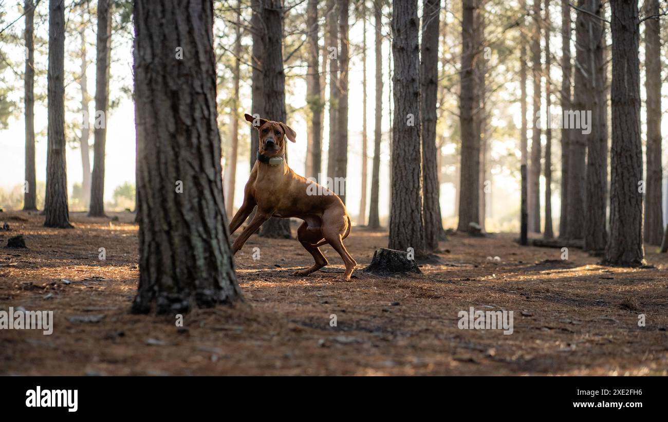 A Rhodesian Ridgeback playing in a pine forest with sunlight filtering ...