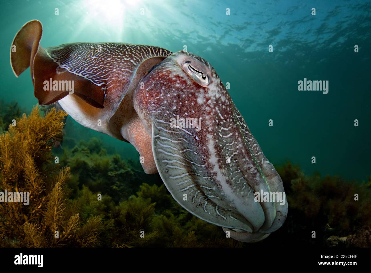 Australian Giant Cuttlefish Stock Photo - Alamy