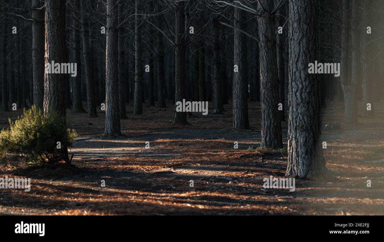 A serene forest with tall trees casting long shadows on the ground ...
