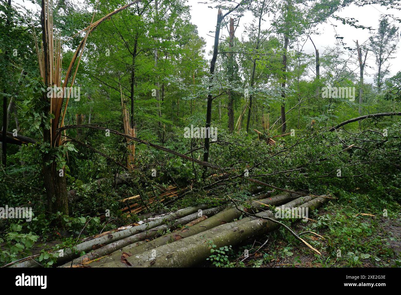 Storm damage in the beech forest; swabian alps; germany Stock Photo - Alamy