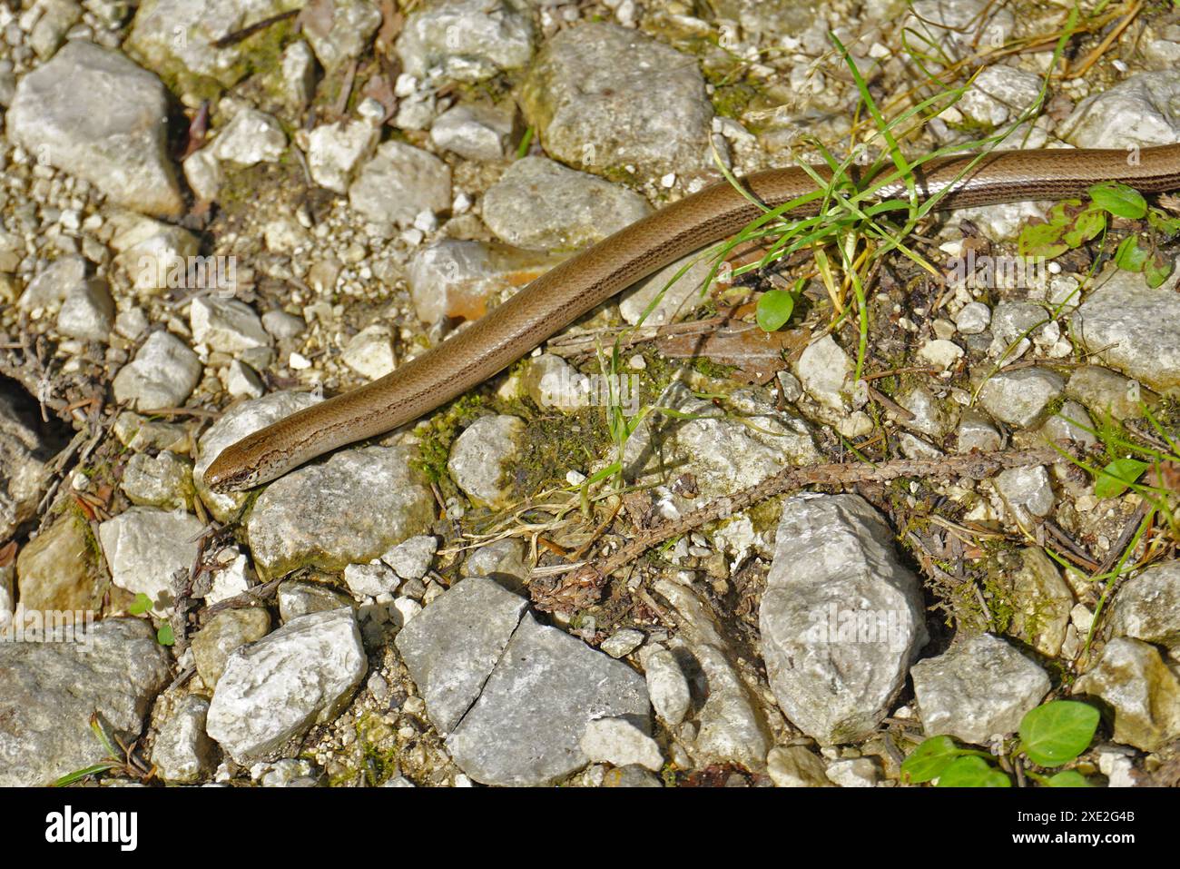 Blind worm; slowworm; (common) slow-worm Stock Photo - Alamy