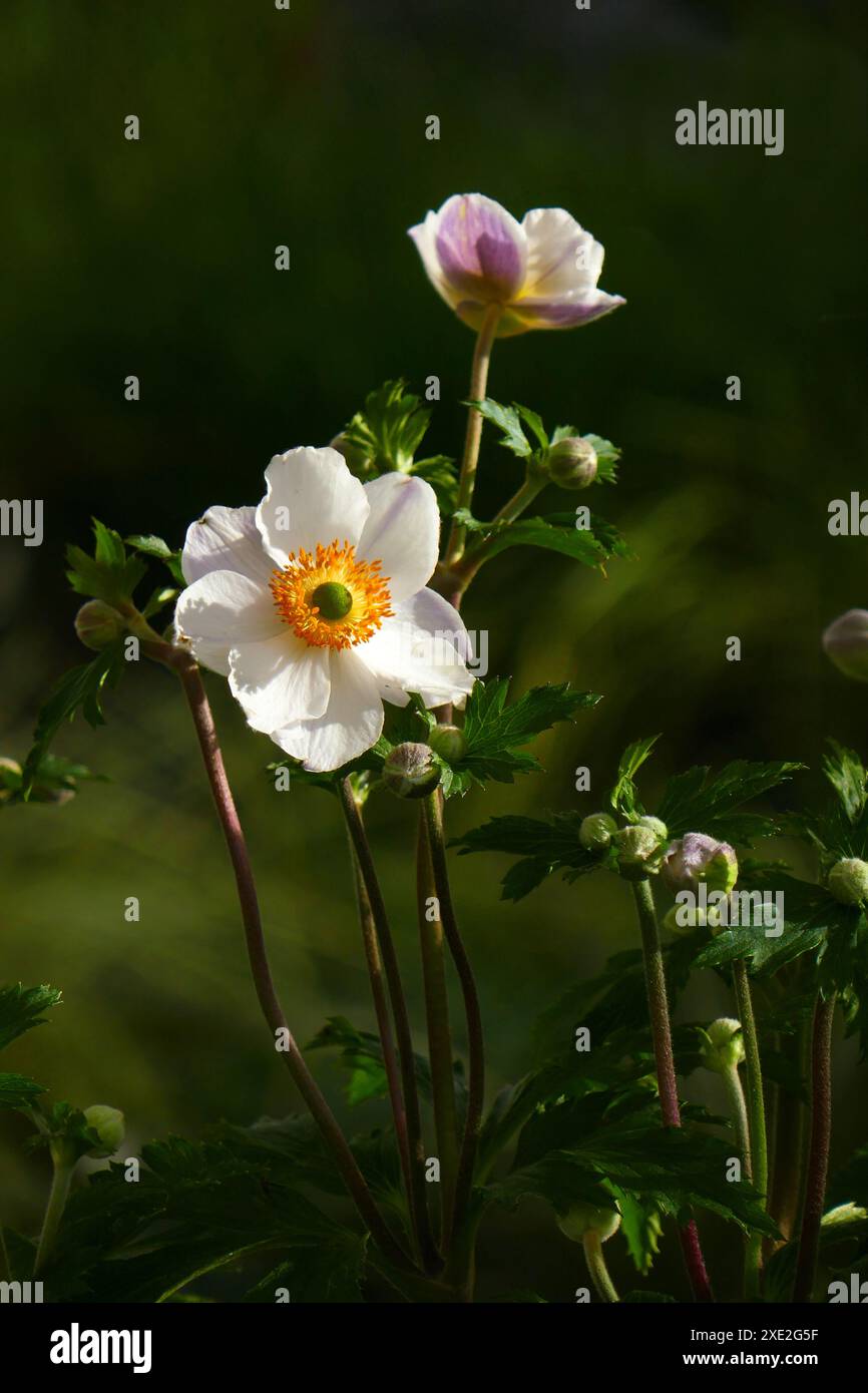 Herbst anemone anemone hupehensis hi-res stock photography and images ...