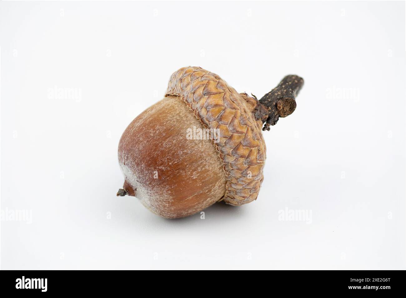 The single northern red oak acorn isolated on white background. Quercus rubra fruits. Close up ...