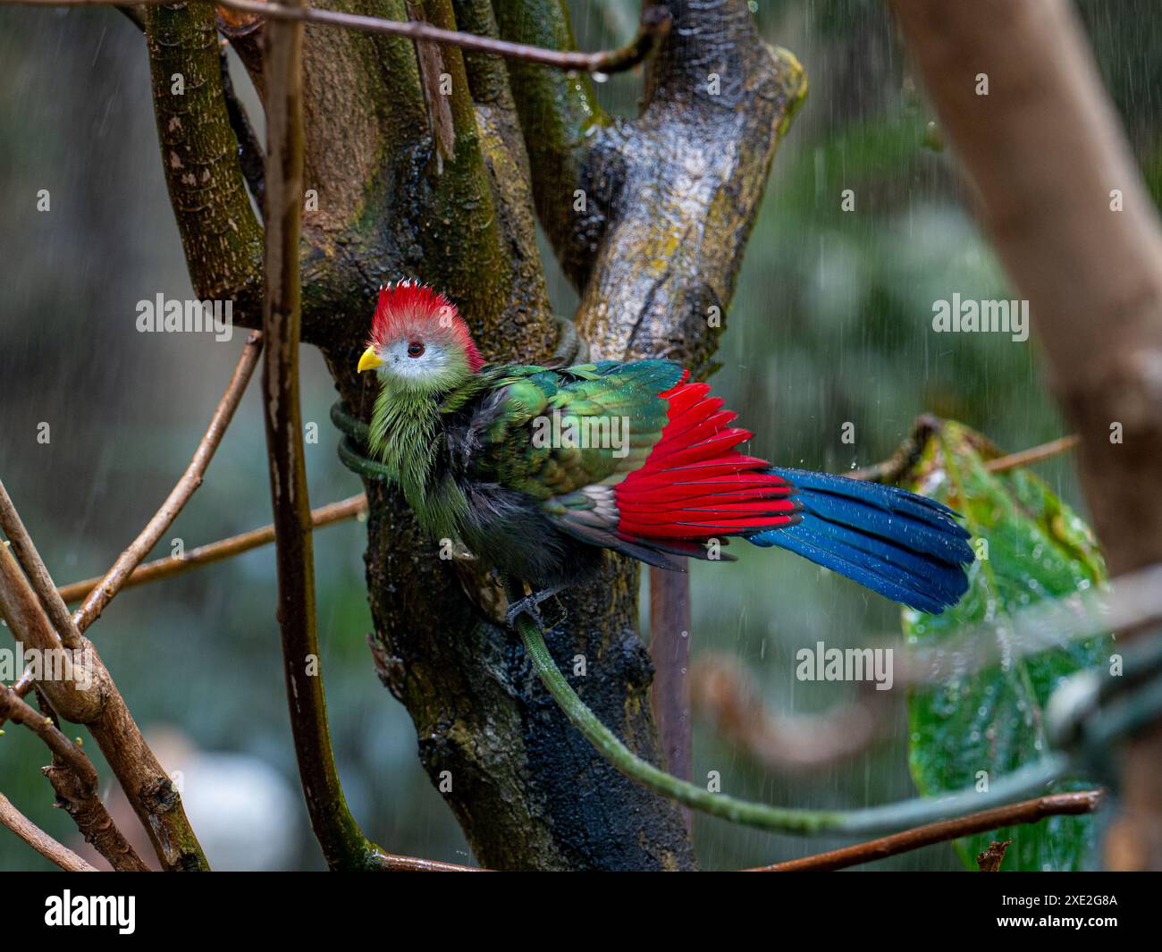 Red-crested turaco (Tauraco erythrolophus Stock Photo - Alamy
