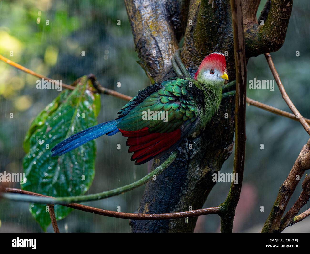 Red-crested turaco (Tauraco erythrolophus Stock Photo - Alamy