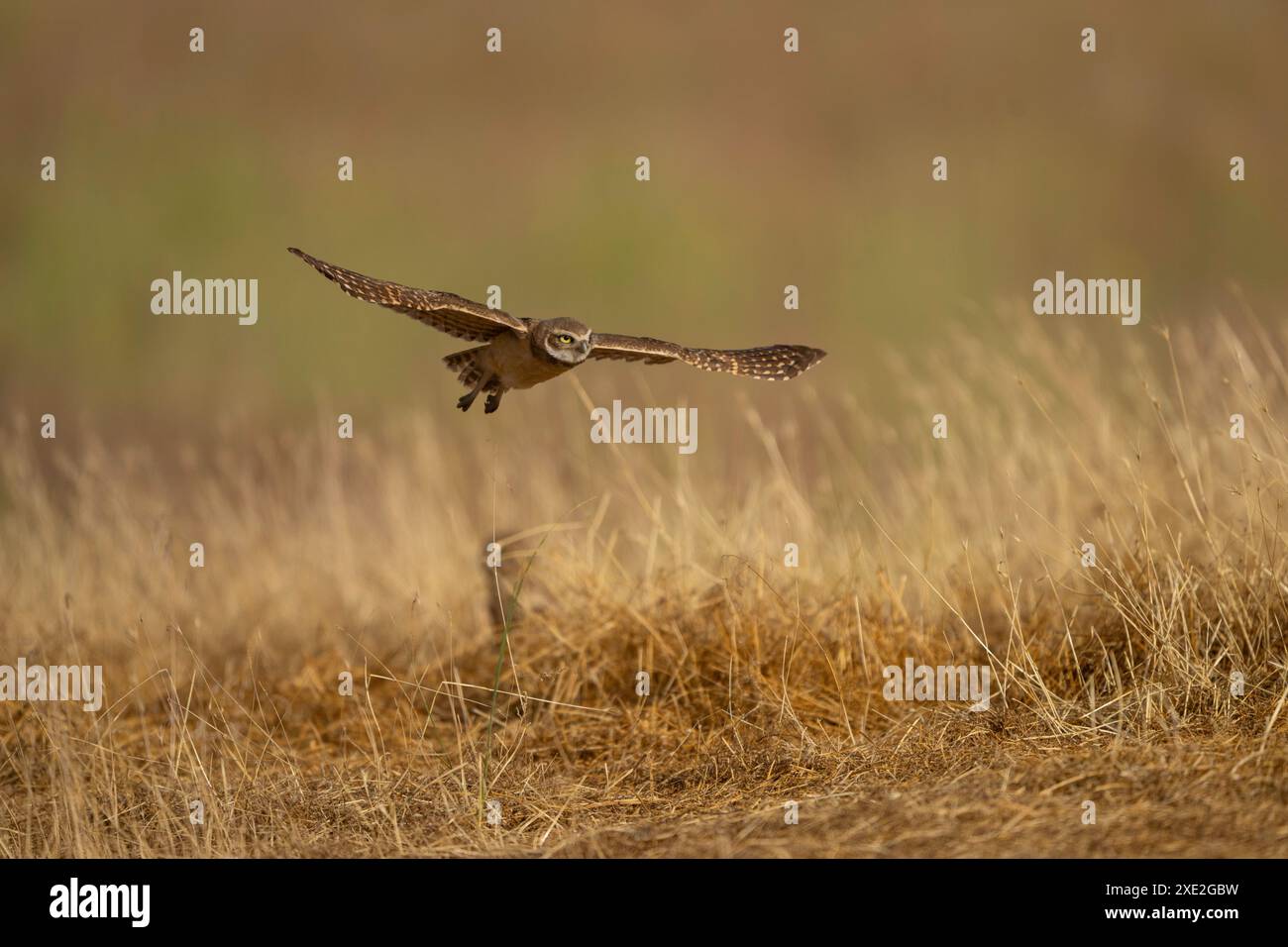 Athene cunicularia flying hi-res stock photography and images - Alamy