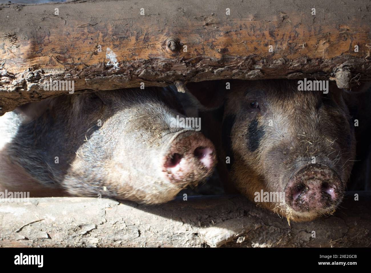 Farm Animals in their Enclosure Stock Photo - Alamy