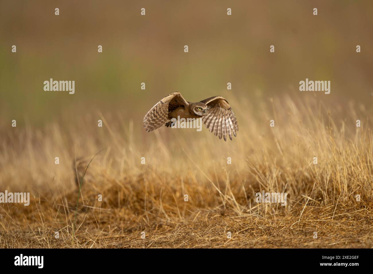 Burrowing owl photography hi-res stock photography and images - Alamy