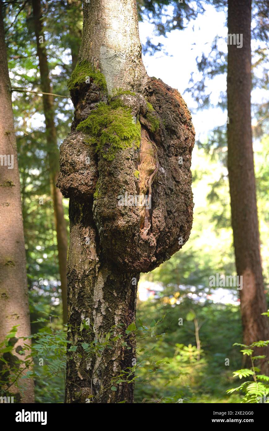 Diseased growth or growth on deciduous tree bark - tumor Stock Photo ...
