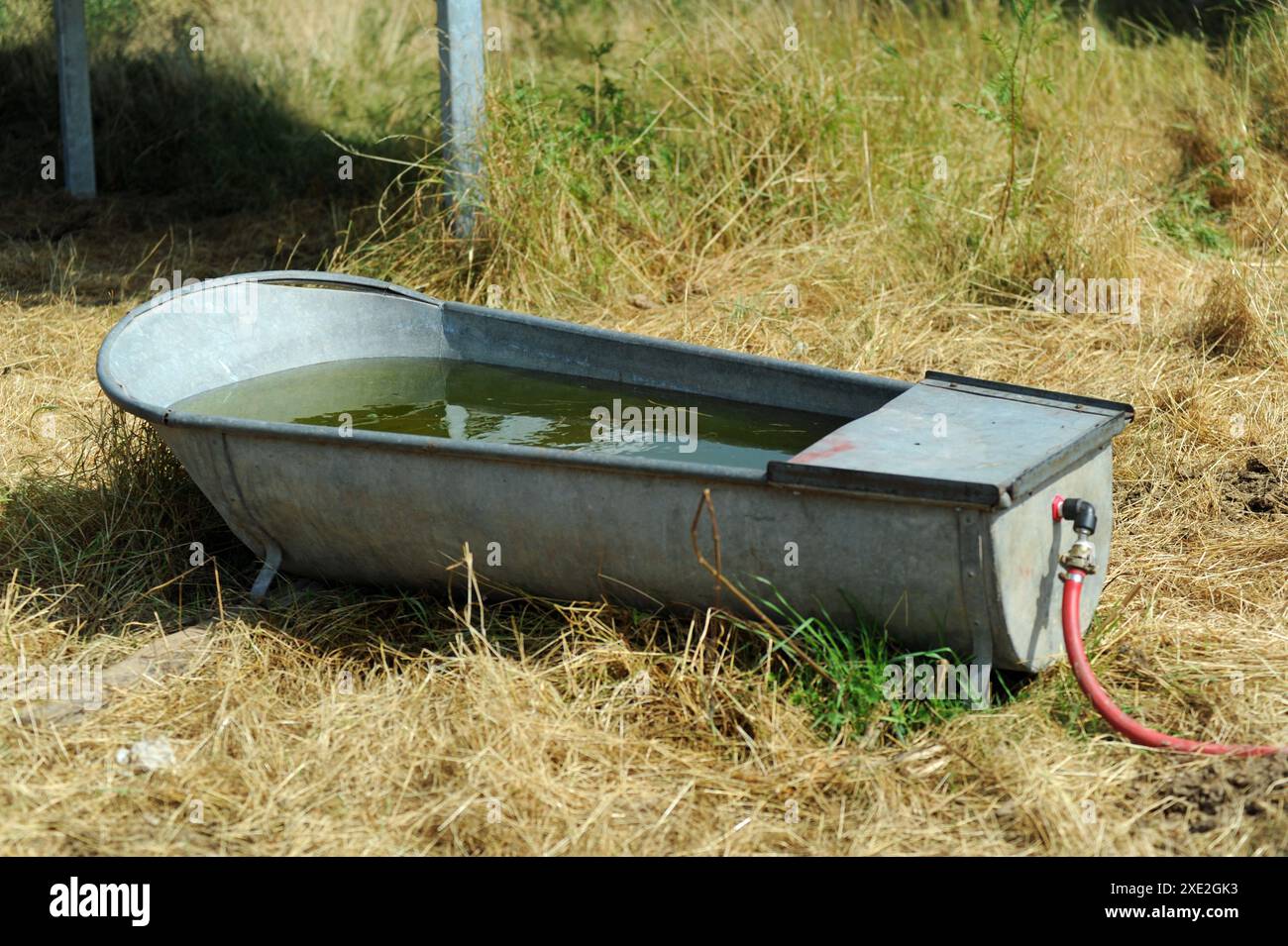 Animal water supply hi-res stock photography and images - Alamy