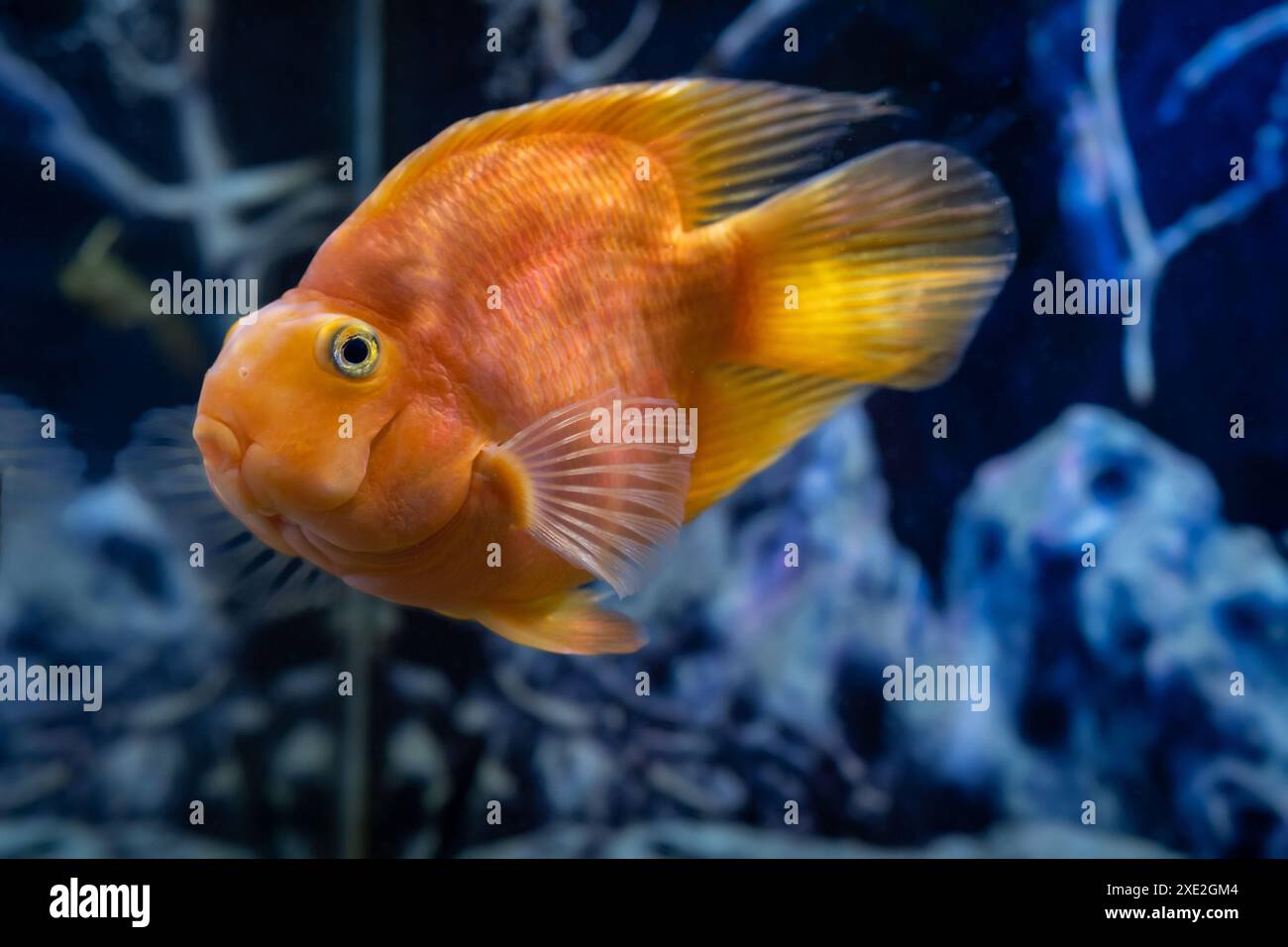 Orange parrot fish in the aquarium. Red Parrot Cichlid. Aquarium fish ...