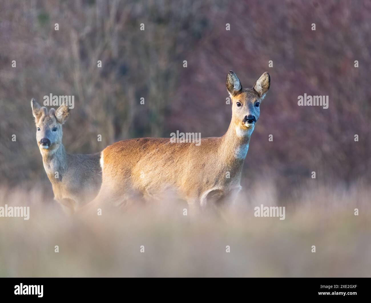 Two young roe deer hi-res stock photography and images - Alamy