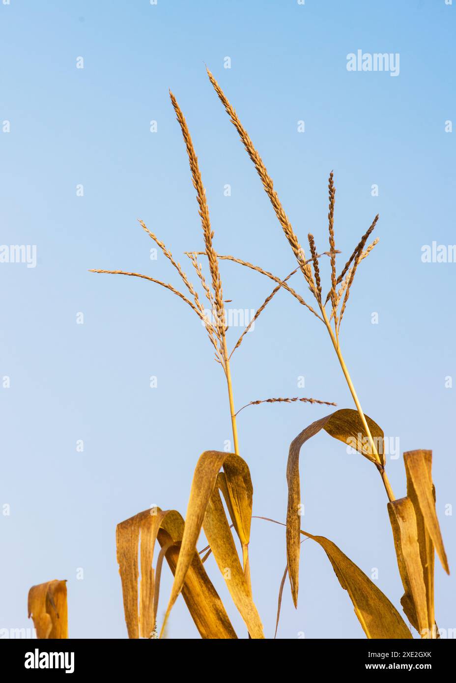 Corn maze plant against blue sky Stock Photo - Alamy