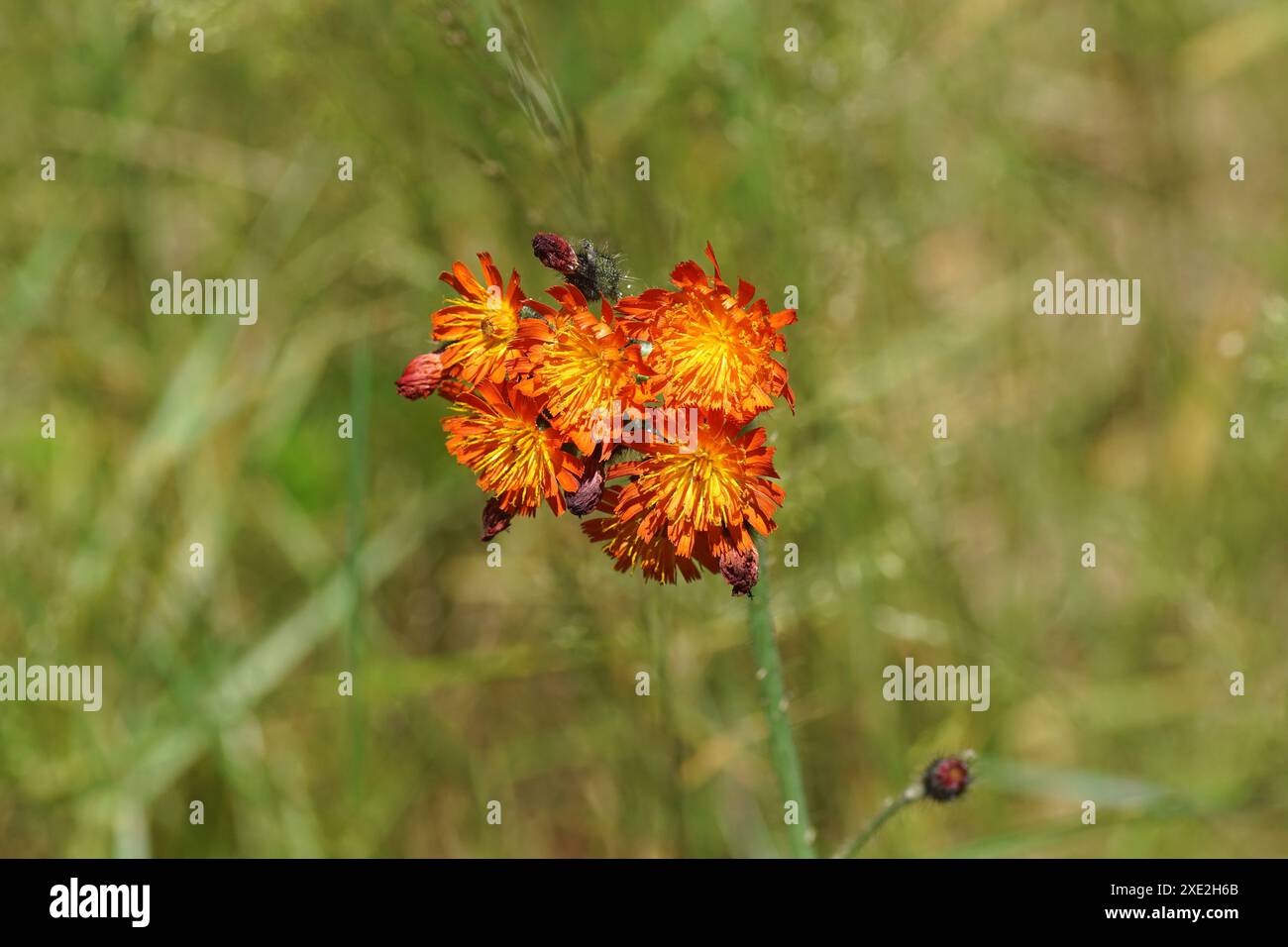 Closeup flowers of orange hawkweed (Pilosella aurantiaca) in a Dutch ...