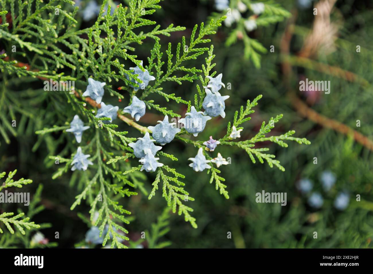 Thuja Orientalis Thuja Orientalis 'Aurea Nana' Levensboom: