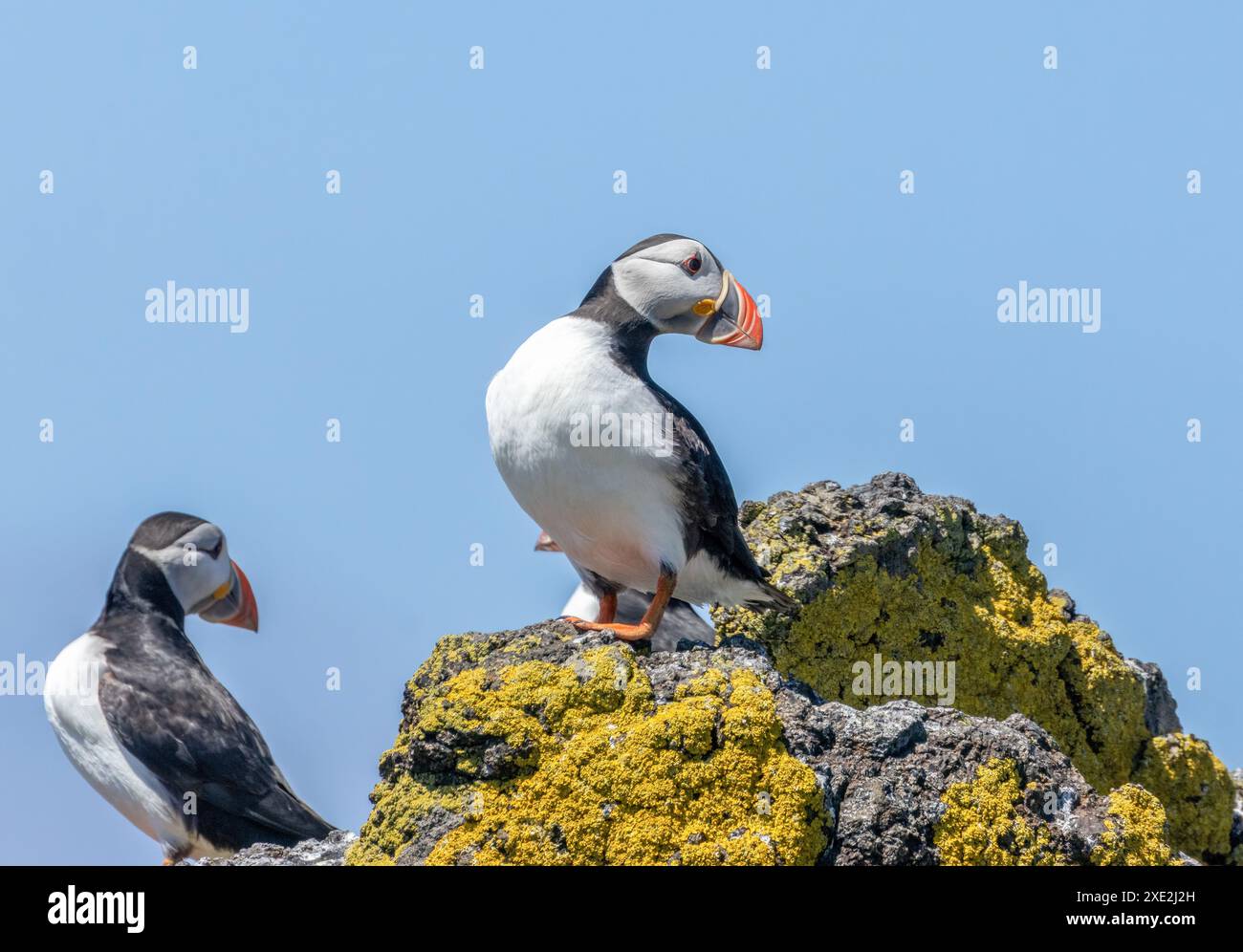 Atlantic puffins at rest on a rock on the Isle of May in the sunshine ...