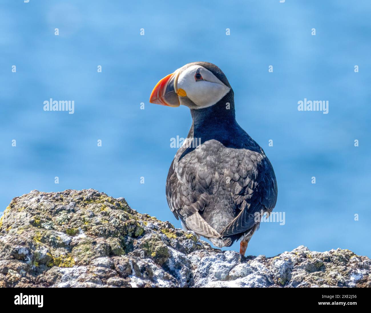 Atlantic puffins at rest on a rock on the Isle of May in the sunshine ...