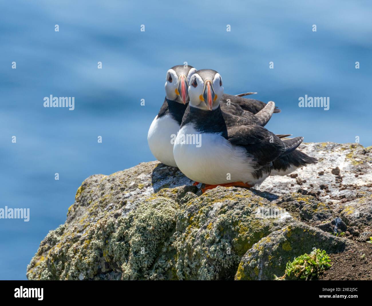Atlantic puffins at rest on a rock on the Isle of May in the sunshine ...