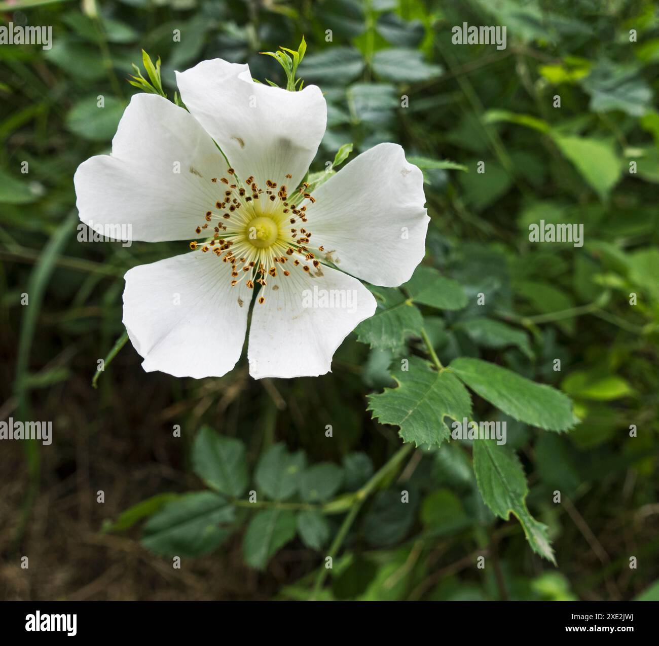 Flower of the dog rose, Rosa canina, with prtals and stamen ...