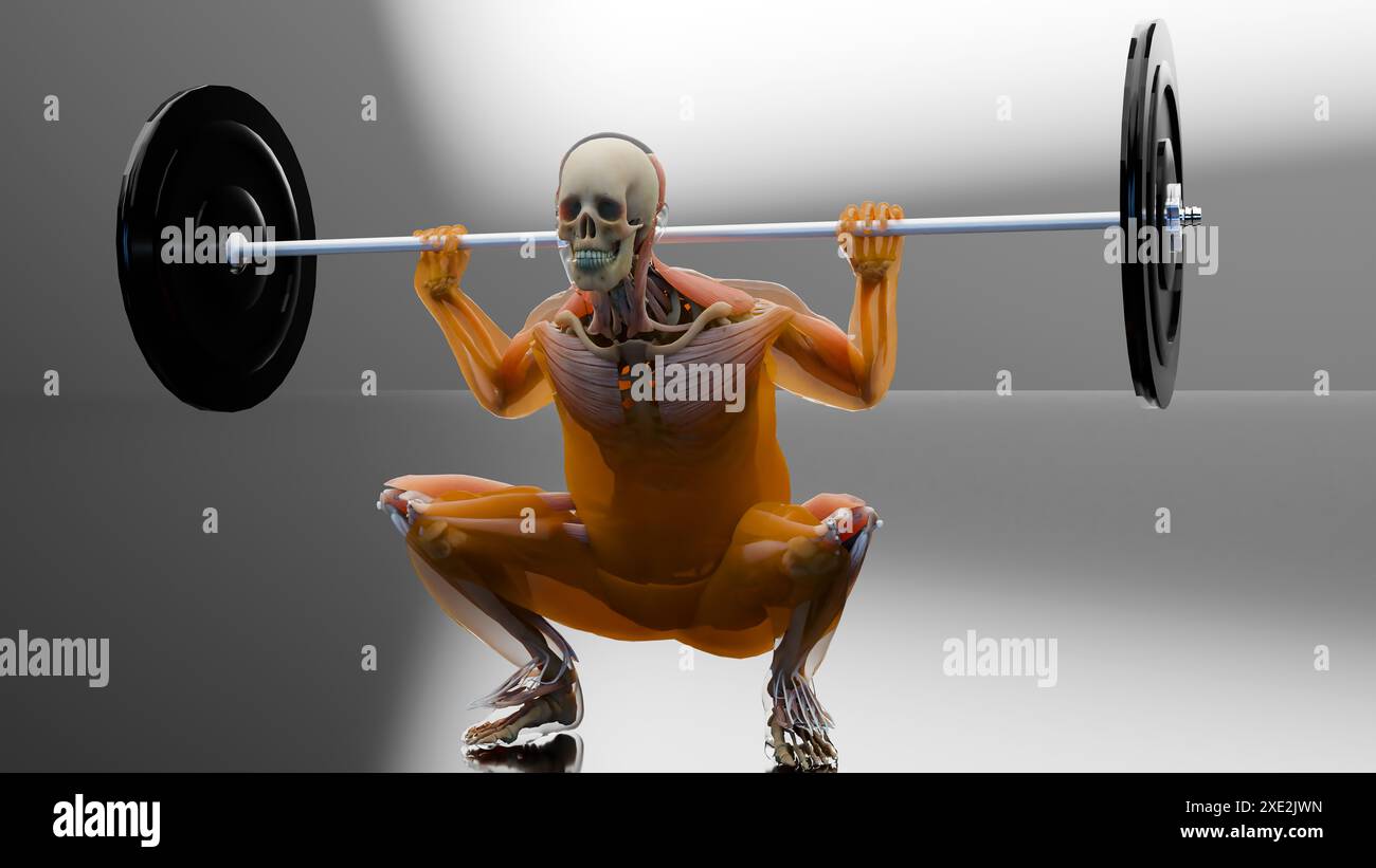 Barbell parallel Squat Exercise. Bodybuilding gym exercising, High Bar ...