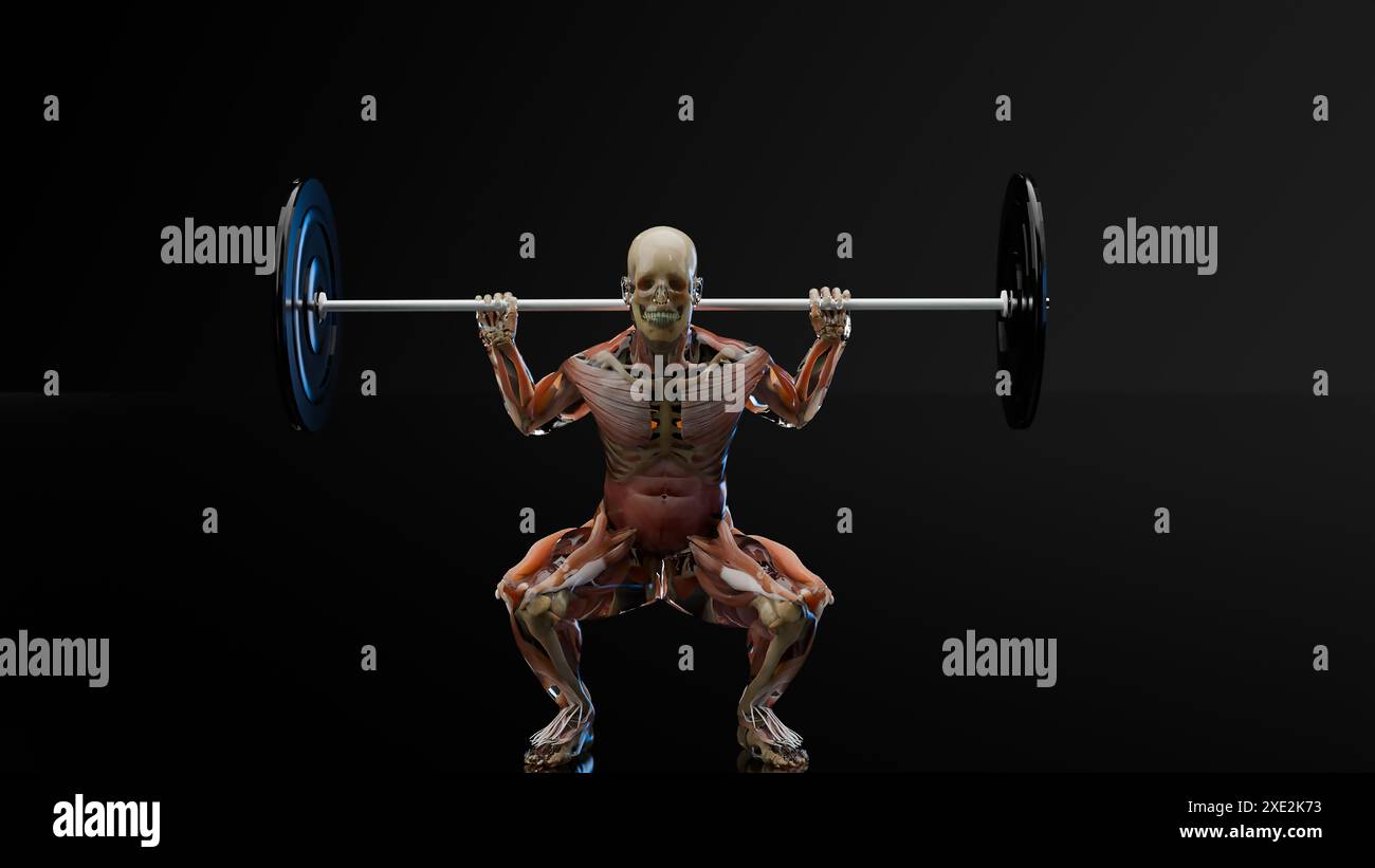 Barbell parallel Squat Exercise. Bodybuilding gym exercising, High Bar ...