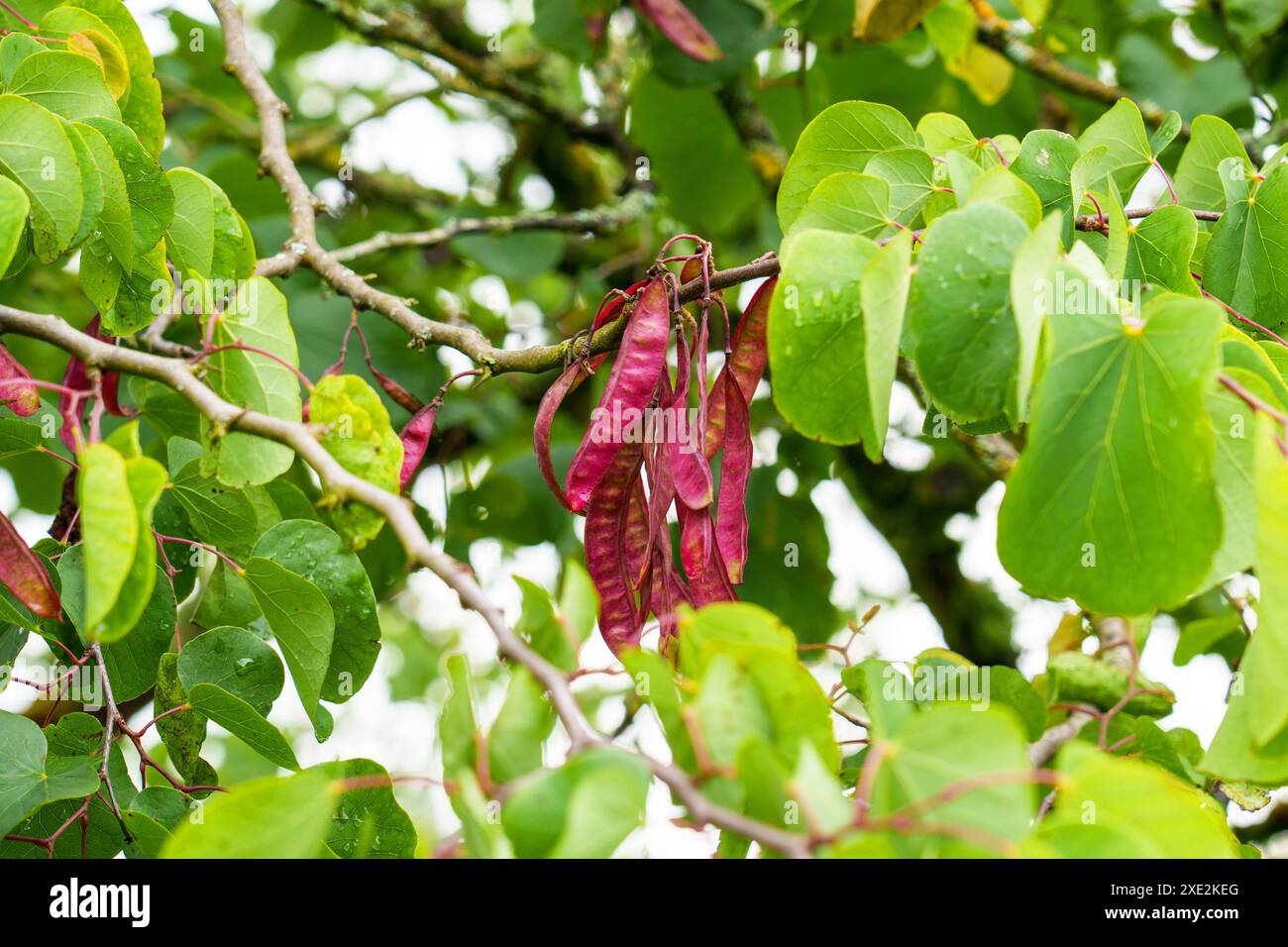 Bright red pods of a Judas tree with green leaves. Cercis siliquastrum ...