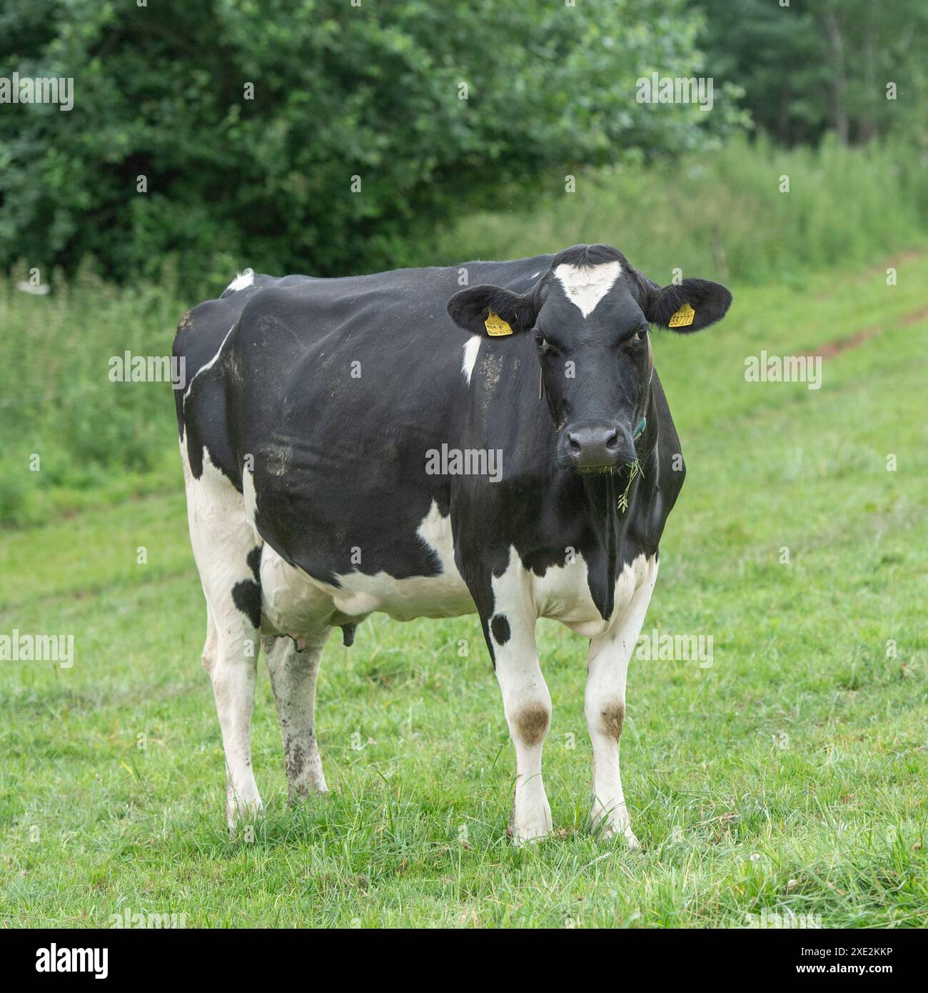 Friesian dairy cow at grass Stock Photo - Alamy