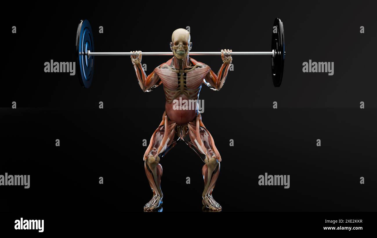 Barbell parallel Squat Exercise. Bodybuilding gym exercising, High Bar ...