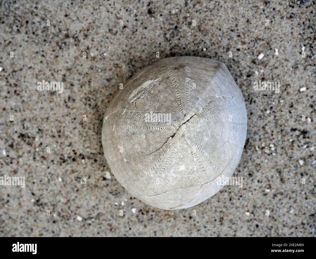 Fossilized sea urchins in the Baltic Sea region from the Paleogene and ...