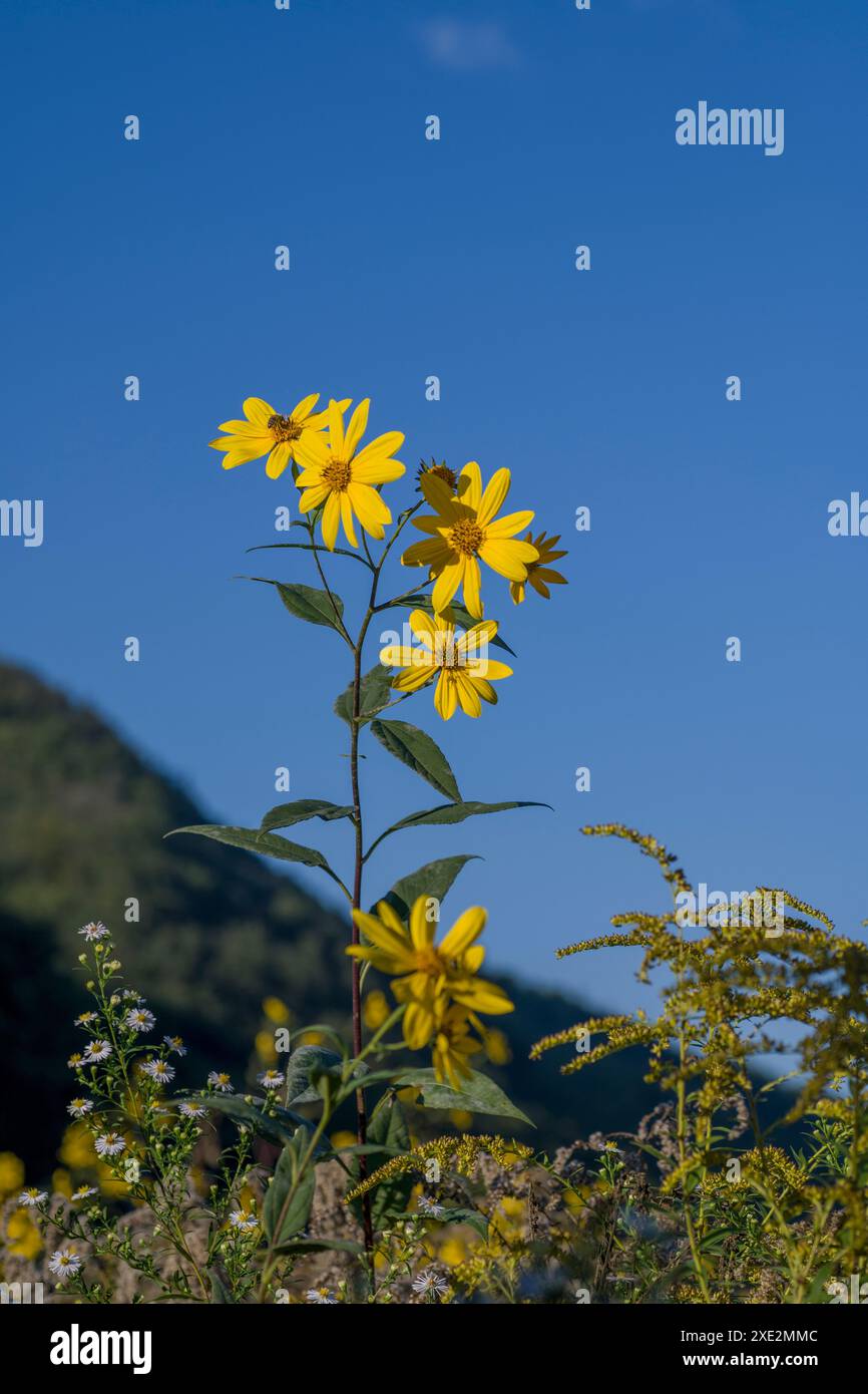 Yellow flowers of The Jerusalem artichoke (Helianthus tuberosus ...
